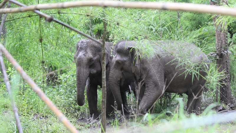 Yok Don National Park