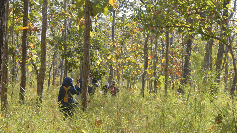 Yok Don National Park
