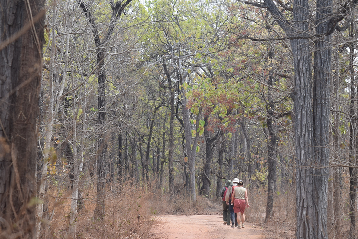 Yok Don National Park